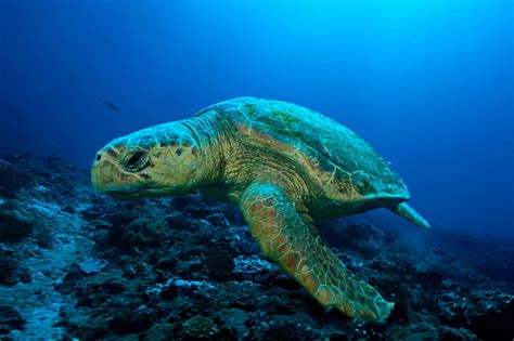 Loggerhead Sea Turtle Life Conceptu Maris