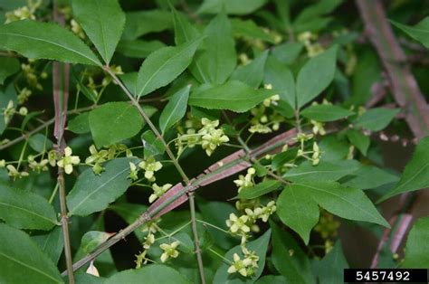 Winged Euonymous Newtown Conservation Commission