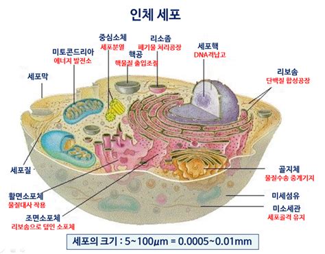 인체의 세포 세포소기관의 종류와 역할 네이버 블로그