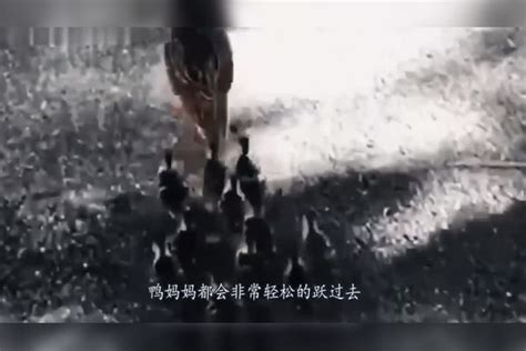 鸭妈妈带小鸭子过马路，看到最后一只小鸭子，忍不住笑出了声！
