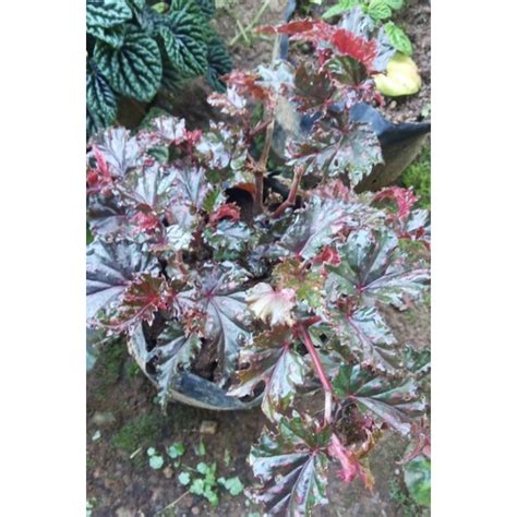 Jual Tanaman Begonia Spider Griphon Shopee Indonesia