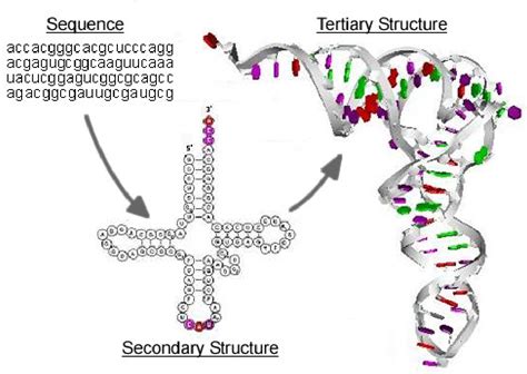 Figure 22 From Rna Secondary Structure Prediction Using Ant Colony