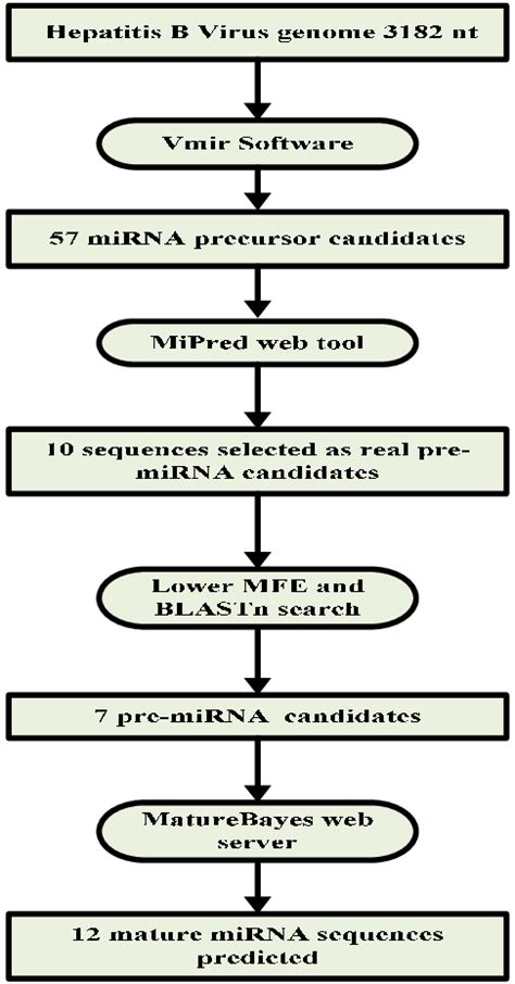flowchart of the computational prediction process download scientific
