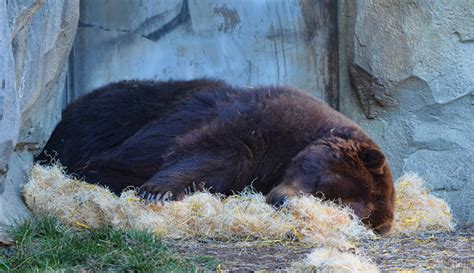 ¿cómo Sobrevive El Oso Durante La Hibernación