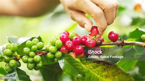 농부의 손 빨갛게 익은 아라비카 커피 체리 또는 열매를 선택적으로 따기 나뭇가지에 대한 스톡 사진 및 기타 이미지 나뭇가지 농부 농업 Istock