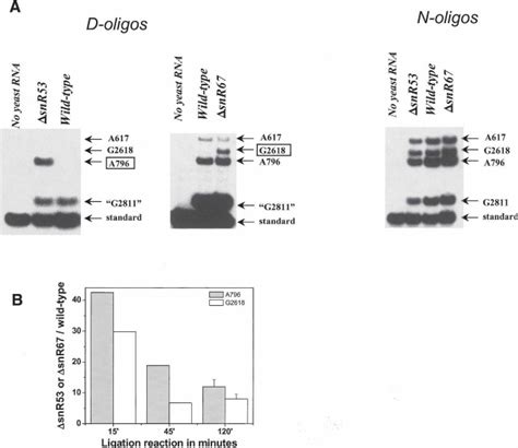 Detection Of The Loss Of 2 9 O Methylation In Yeast Rrna A Download Scientific Diagram