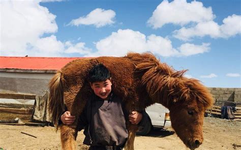 Адуу өргөдөг жаал хүү Би улсын заан болохыг л мөрөөддөг