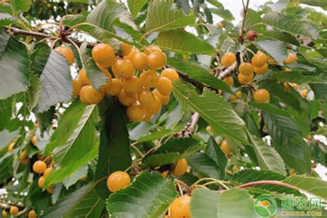 黄樱桃品种有哪些？ 惠农网