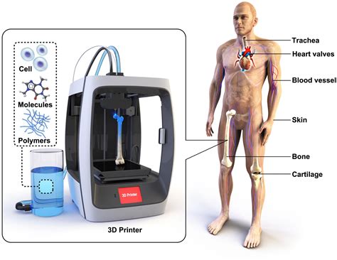 Key Differences Between Tissue Engineering And 3d Bioprinting Facellitate
