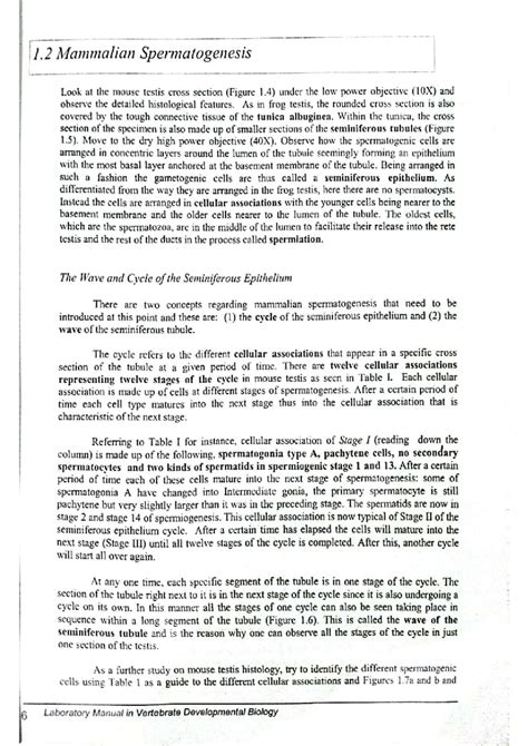 Lab Activity 2 Mammalian Spermatogenesis 1 Mammalian Spermatogenesis