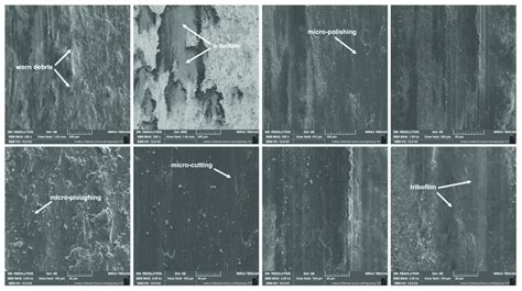 Worn Surface Of Counter Samples After Friction Wear Tests At 600 • C Sem Download Scientific