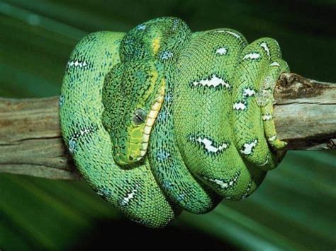 Boidae Alchetron The Free Social Encyclopedia