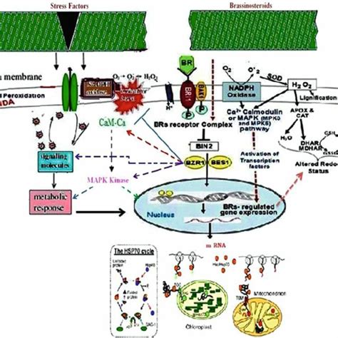 Pdf Brassinosteroids Biosynthesis And Role In Growth Development And Thermotolerance