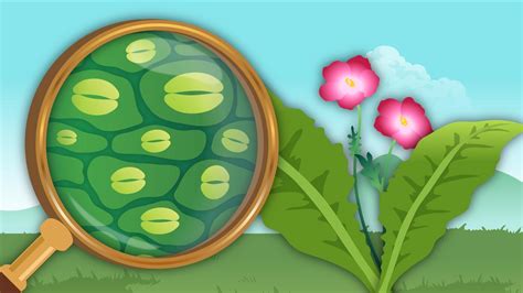 Photosynthesis And Cellular Respiration Quiz Doquizzes