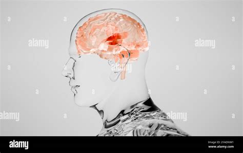 Human Brain Nervous System Anatomy Neural Cancer Sebaceous Bulb Brain Cancer Tumor Malignant