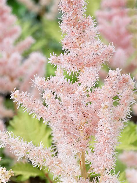 Astilbe Milk And Honey Astilbe Roots Dutchgrown™ Uk
