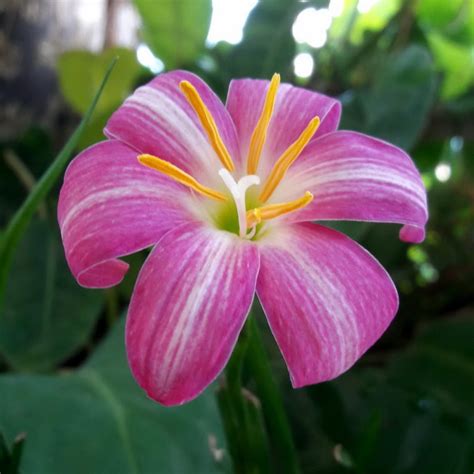 Rain Lily Java Bulb Buy Quality Flowers Bulbs Online In Pakistan Baghpk