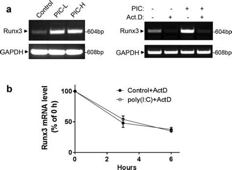 Runx3 Mrna Is Induced By Dsrna Polyic Via Transcriptional Regulation