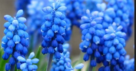 风信子的花语及养护方法 发财农业网