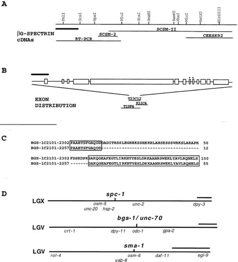 Cloning Of C Elegans β G Spectrin Cdnas Including Two Alternatively