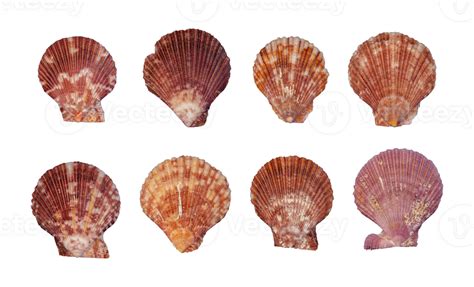 Set Of Shell Isolated Element 29762655 Png