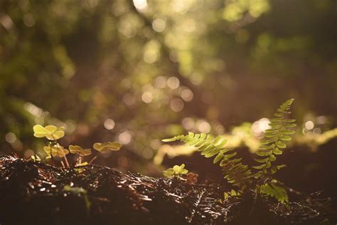 how to get the bokeh effect in photography [2021]