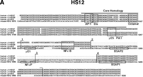 Sequence Similarities Between Human And Mouse 3′ α Elements Download Scientific Diagram
