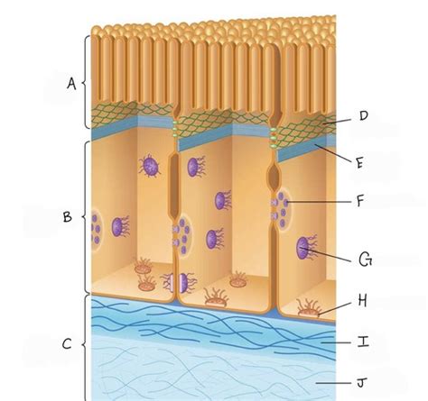 Cell Junctions And The Extracellular Matrix Flashcards Quizlet