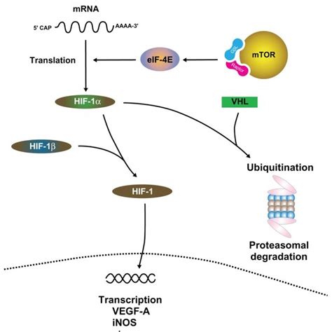 Mtor Activation Is Controlled By The Tsc1tsc2 Complex And