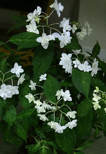 四季の山野草シロフジ
