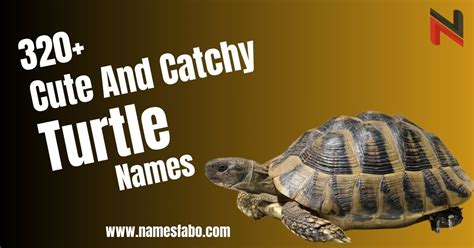 320 Cute And Catchy Turtle Names With Name Generator