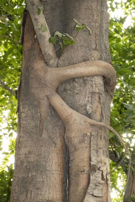 Bizarre Tree Branch Looks Like Having Sex Stock Image Image Of