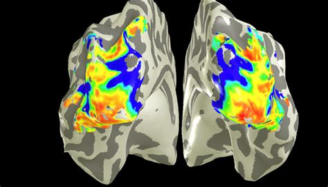 Phd Positions In Visual And Computational Neuroscience