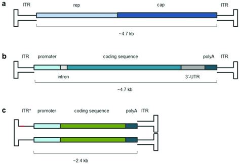 Structure Of Wild Type And Vector Aav Genomes A Map Of The Wild Type
