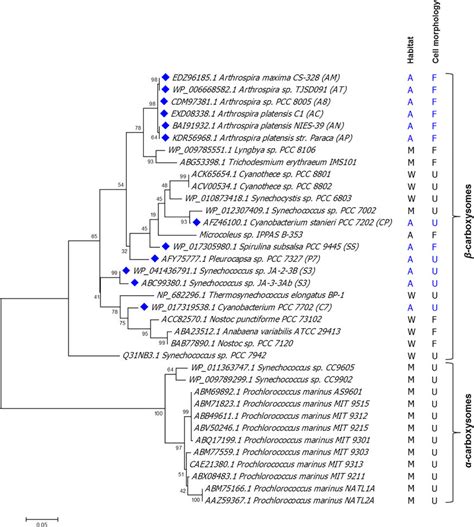 Phylogenetic Tree Based On Rubisco Large Subunit Protein Sequences The