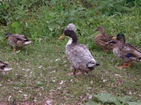 duckers
