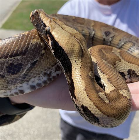Malaysian Blood Python Big Malaysian Blood Python Big