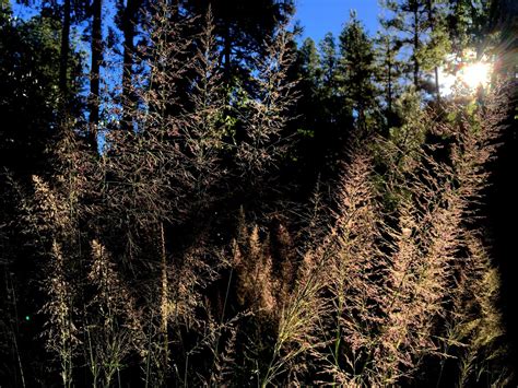 картинки дерево природа лес трава пустыня филиал легкий ночь Солнечный лучик лист