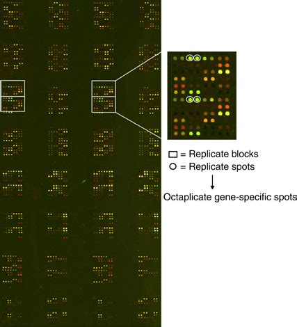 Custom Made Oligonucleotide Array Design Mer Oligo S Corresponding Download Scientific