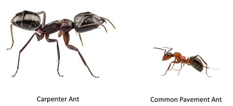 Not All Ants Are Equal Pests Carpenter Ants Vs Pavement Ants Know The Difference Knockout