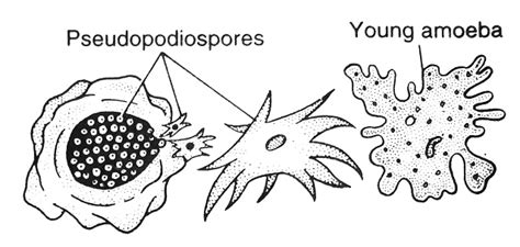 reproduction in amoeba binary fission multiple fission sexual