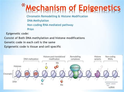 Epigenetics Definition