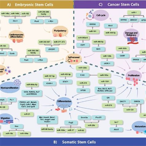 Schematic Representation Of Stem Cell Hierarchy Stem Cells Are