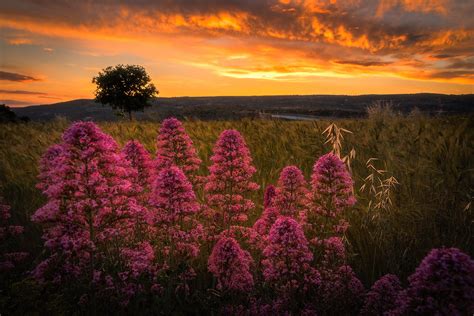 Landscape Sunset Pink Flowers Wallpapers Hd Desktop And Mobile Backgrounds