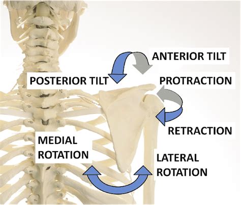 This Photograph Shows An Overview Of Three Dimensional Scapular Motion