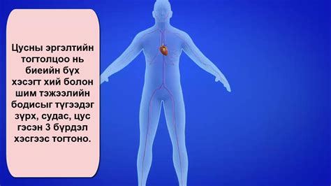 Цусны эргэлтийн тогтолцоо Youtube