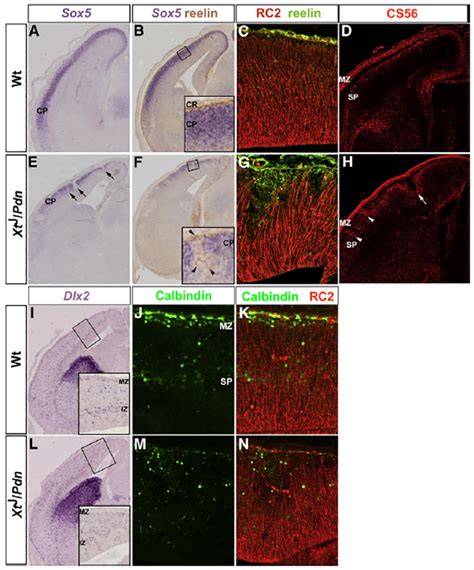 Sox5 Mgi Mouse Gene Detail Mgi98367 Sry Sex Determining Region Y