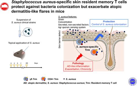 Staphylococcus Aureusspecific Skin Resident Memory T Cells Protect Against Bacteria