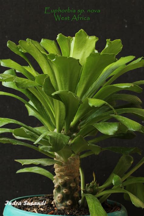 199 Best Images About Euphorbias Succulents On Pinterest Gardens