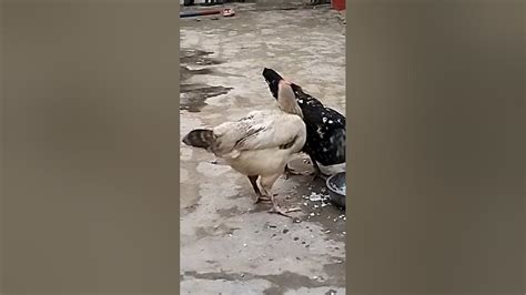 ভাষায় পালা মুরগি Bangladesh Kasam Vlog Youtube